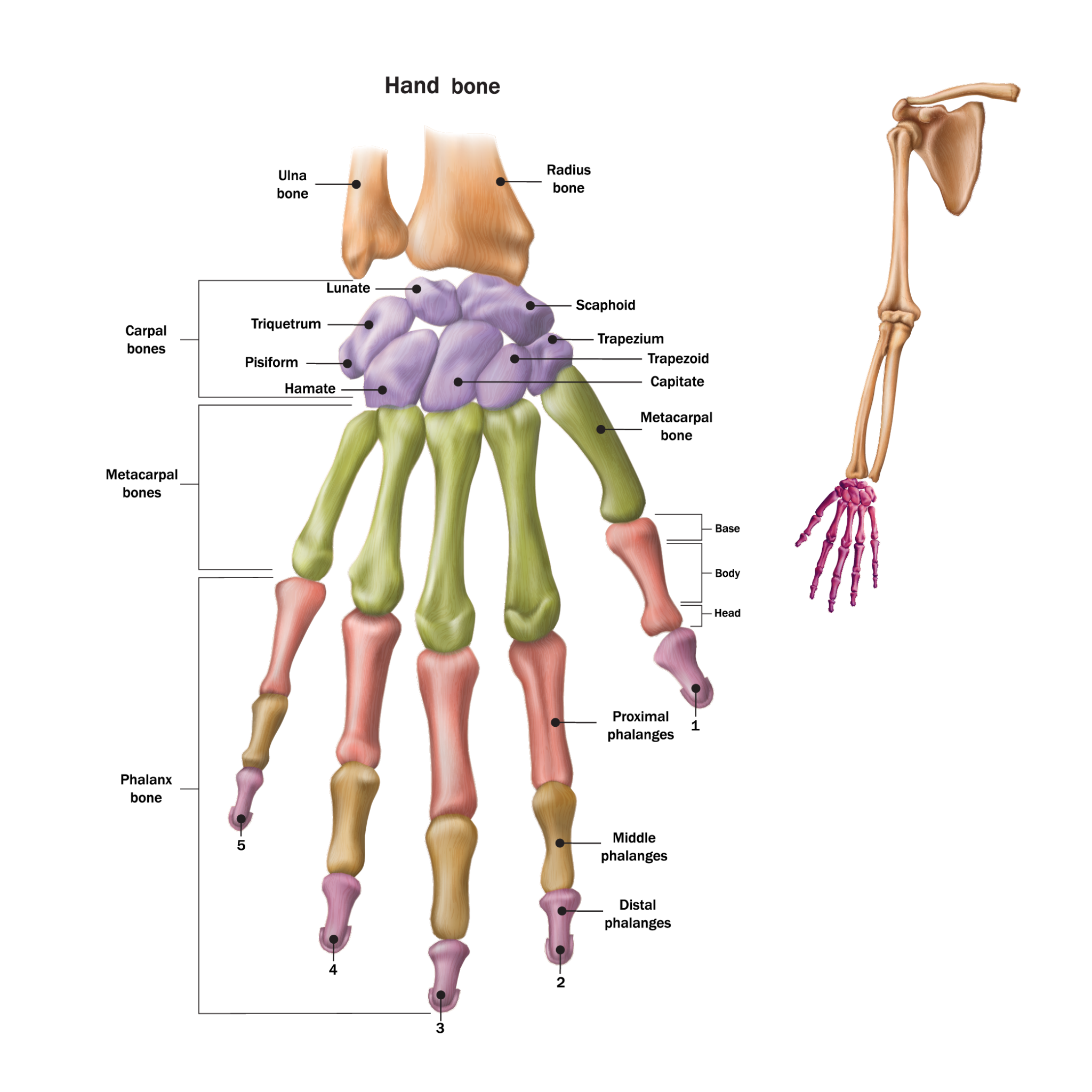Basal Thumb Joint Replacement - CHARMS Singapore