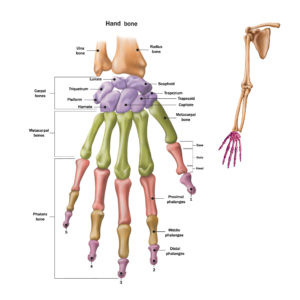 Basal Thumb Joint Replacement Surgery
